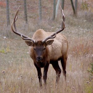 North American Elk - Hinterland Who's Who