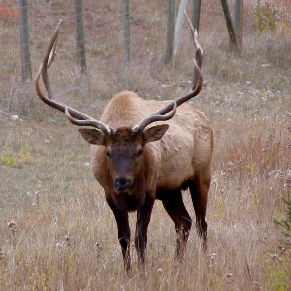 North American Elk - Hinterland Who's Who