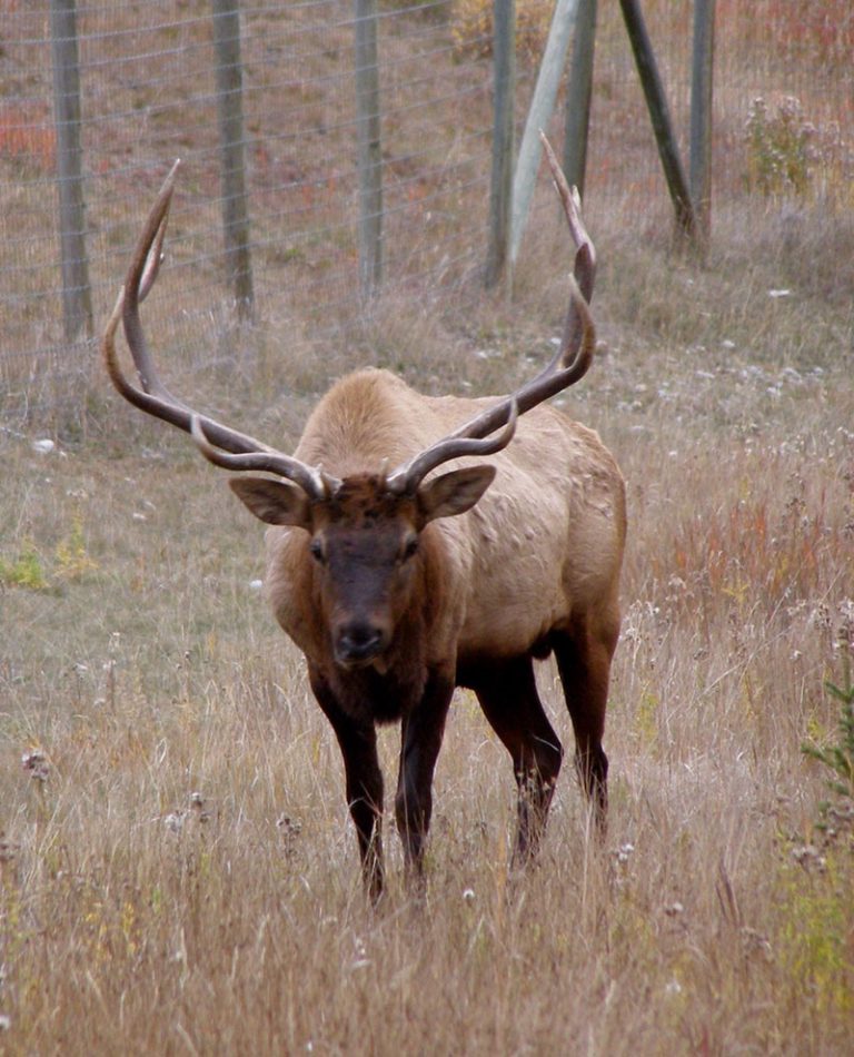 Le wapiti - Hinterland Who's Who