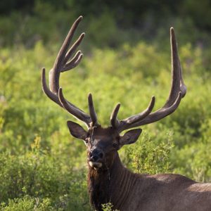 North American Elk - Hinterland Who's Who