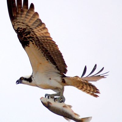 Osprey - Hinterland Who's Who