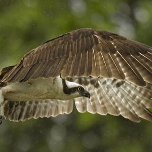Osprey - Hinterland Who's Who
