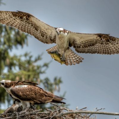 Osprey - Hinterland Who's Who
