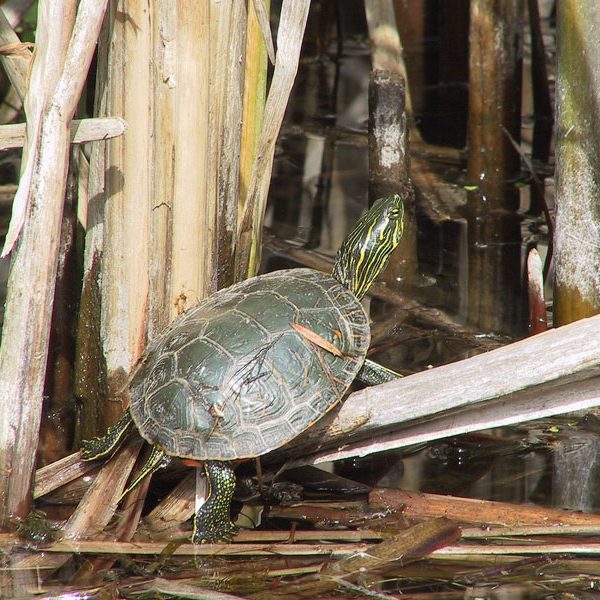 Freshwater Turtles - Hinterland Who's Who