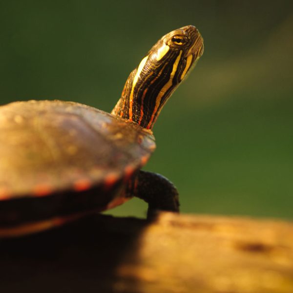 Freshwater Turtles - Hinterland Who's Who