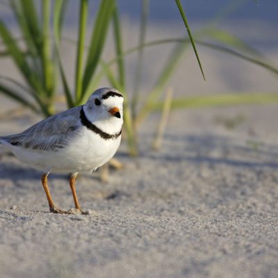 Piping Plover - Hinterland Who's Who