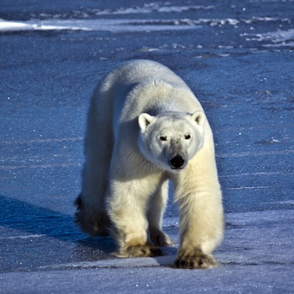 Oso polar - Hinterland Who's Who