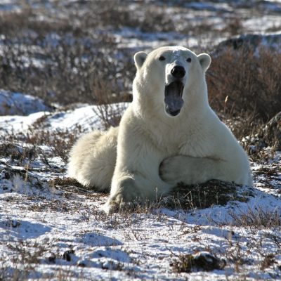 Oso polar - Hinterland Who's Who