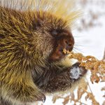 Porcupine - Hinterland Who's Who