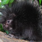 Porcupine - Hinterland Who's Who