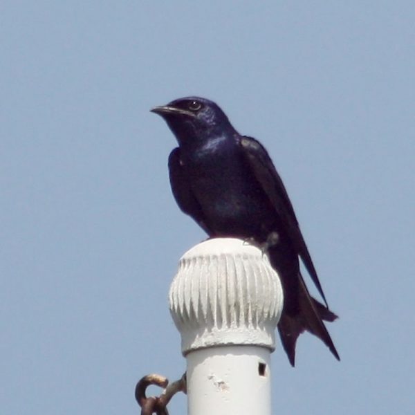 Purple Martin - Hinterland Who's Who