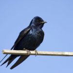 Purple Martin - Hinterland Who's Who