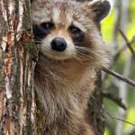 Raccoon - Hinterland Who's Who