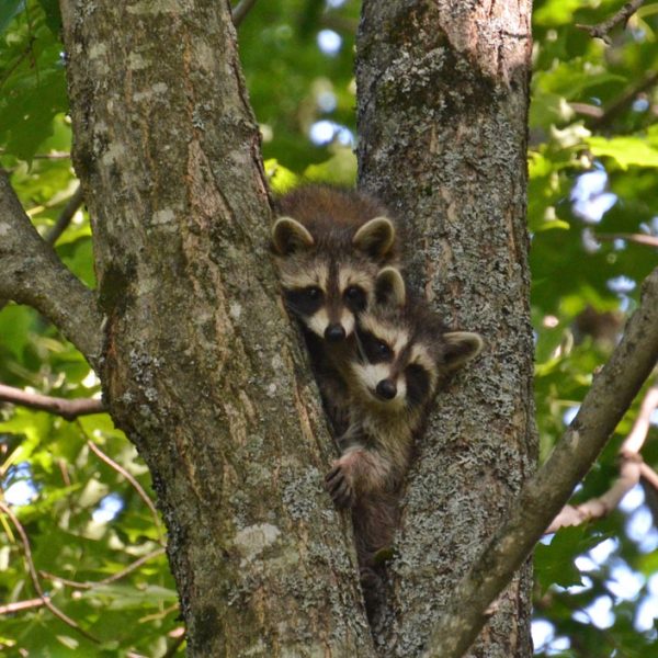 Raccoon - Hinterland Who's Who