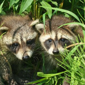 Raccoon - Hinterland Who's Who