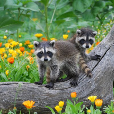 Raccoon - Hinterland Who's Who