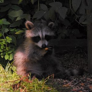 Raccoon - Hinterland Who's Who