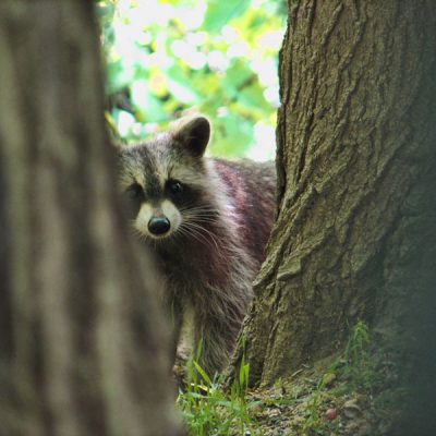 Raccoon - Hinterland Who's Who