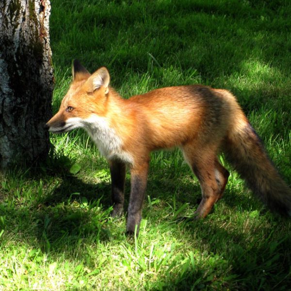 Red Fox - Hinterland Who's Who