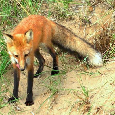 Red Fox - Hinterland Who's Who