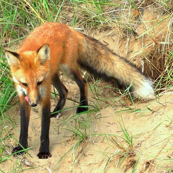 Red Fox - Hinterland Who's Who