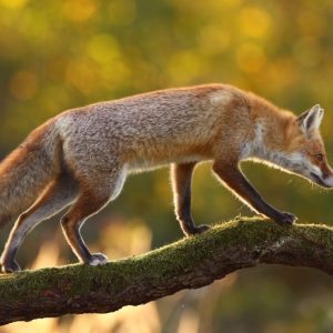 Red Fox - Hinterland Who's Who