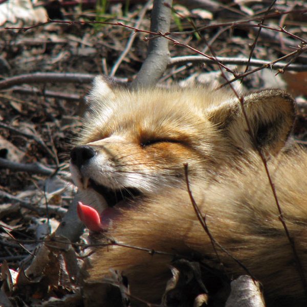 Red Fox - Hinterland Who's Who