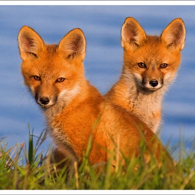 Red Fox - Hinterland Who's Who