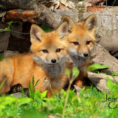 Red Fox - Hinterland Who's Who