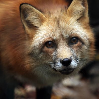 Red Fox - Hinterland Who's Who