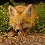 Red Fox - Hinterland Who's Who