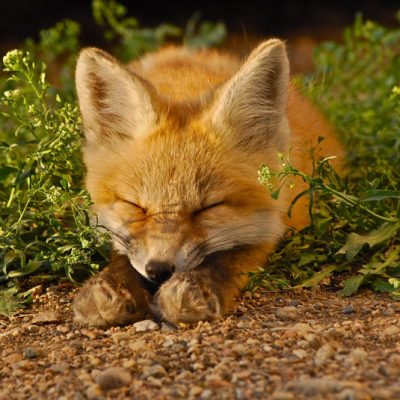 Red Fox - Hinterland Who's Who