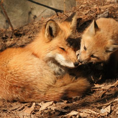 Red Fox - Hinterland Who's Who