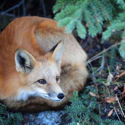 Red Fox - Hinterland Who's Who