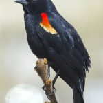 Red-winged blackbird - Hinterland Who's Who