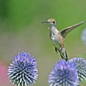 Ruby-throated Hummingbird - Hinterland Who's Who