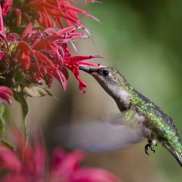 Ruby-throated Hummingbird - Hinterland Who's Who