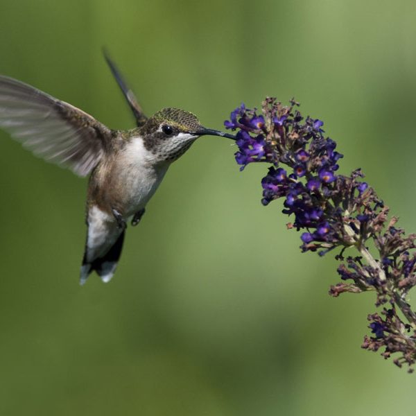 Ruby-throated Hummingbird - Hinterland Who's Who