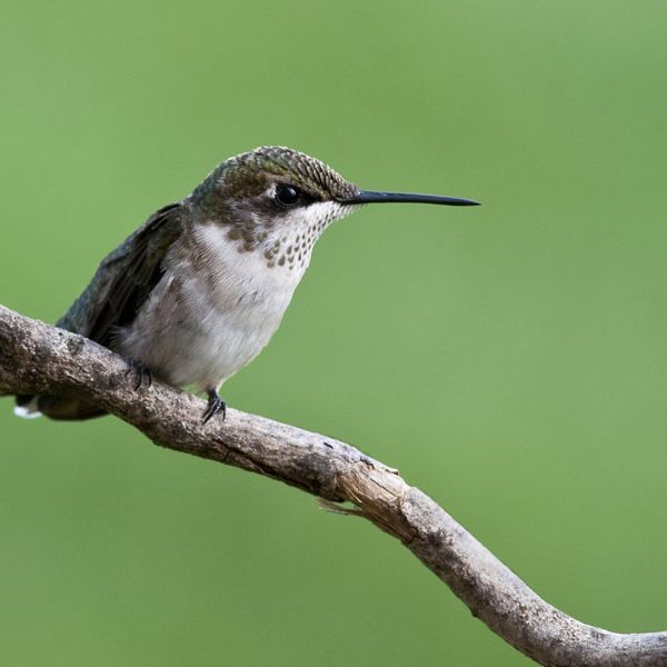 Ruby-throated Hummingbird - Hinterland Who's Who