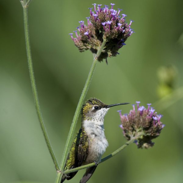 Ruby-throated Hummingbird - Hinterland Who's Who