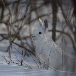 Snowshoe Hare - Hinterland Who's Who