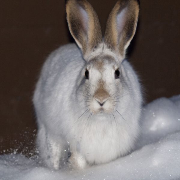 Snowshoe Hare - Hinterland Who's Who