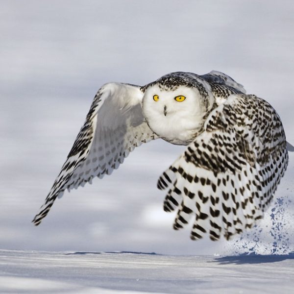 Snowy Owl - Hinterland Who's Who
