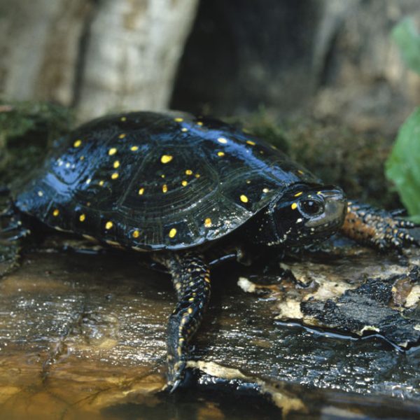 Freshwater Turtles - Hinterland Who's Who