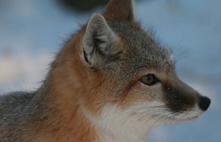 Swift Fox - Hinterland Who's Who