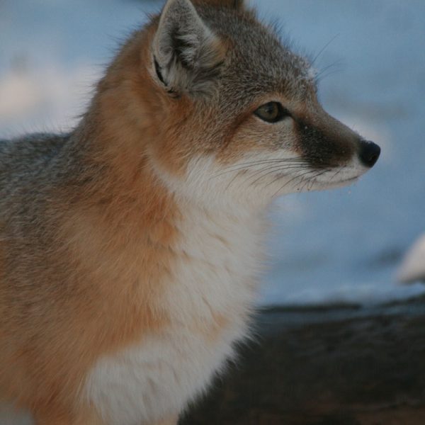 Swift Fox - Hinterland Who's Who