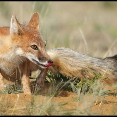 Swift Fox - Hinterland Who's Who
