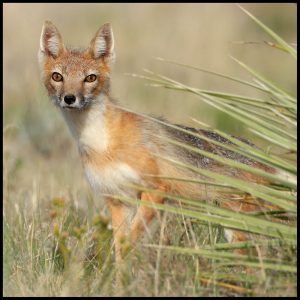 Swift Fox - Hinterland Who's Who