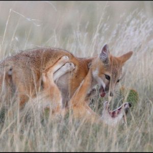 Swift Fox - Hinterland Who's Who