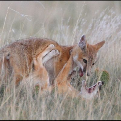 Swift Fox - Hinterland Who's Who